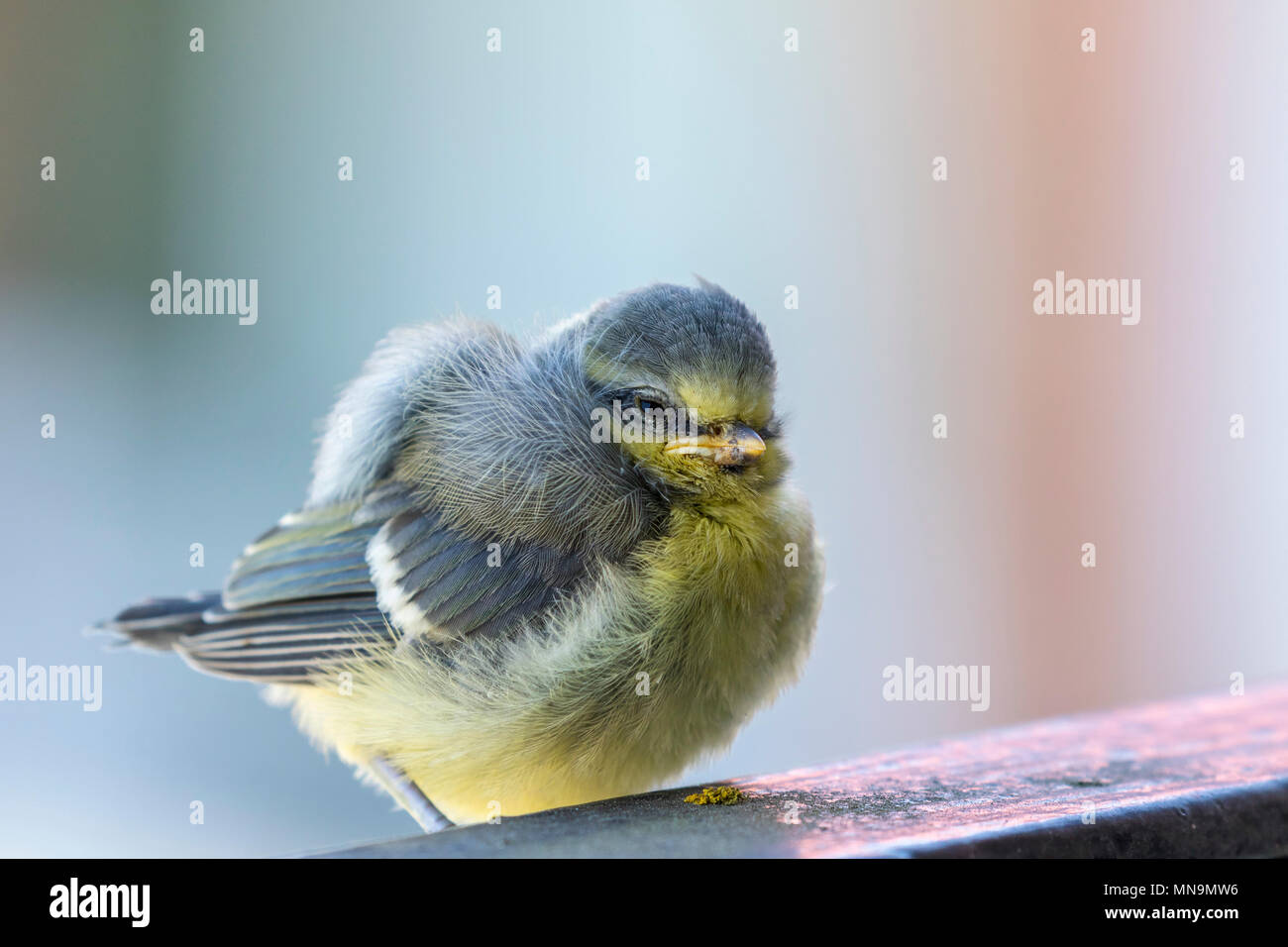 Tired young Blue tit bird sitting on a railing Stock Photo - Alamy