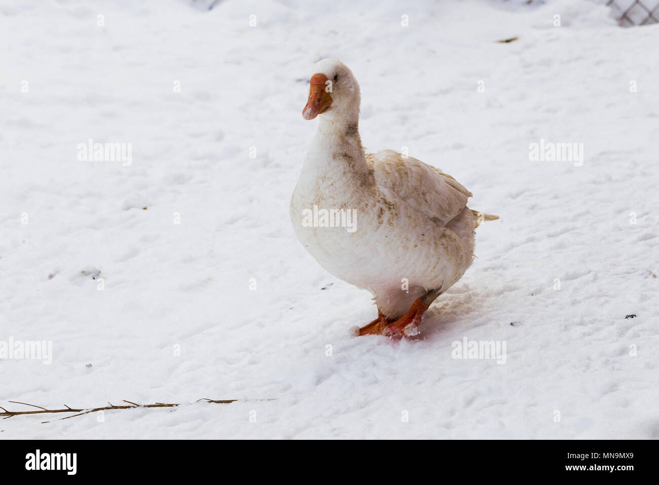Village in poultry farm hi-res stock photography and images - Alamy