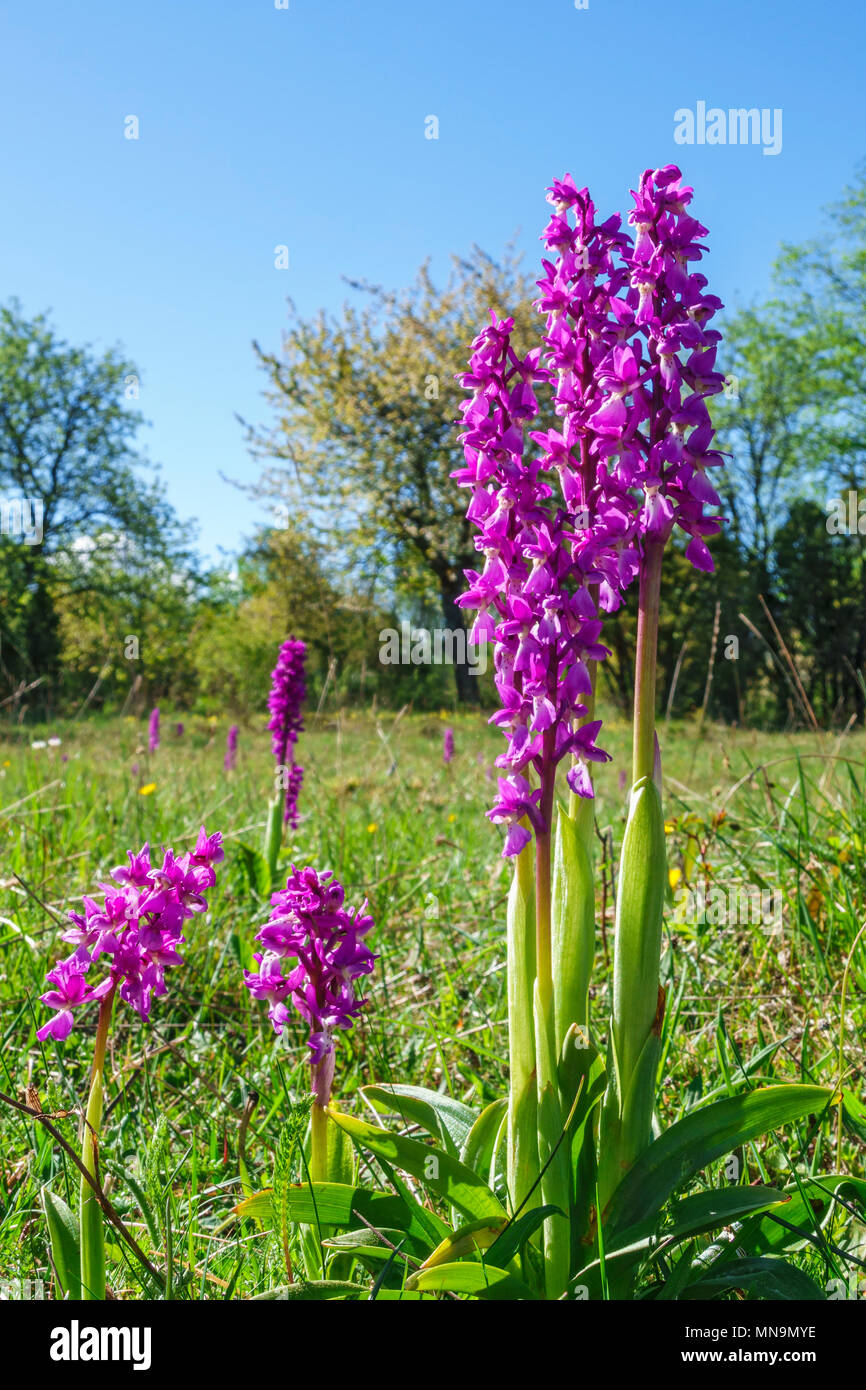 Early-purple orchid flowers in spring on a meadow at close up Stock ...