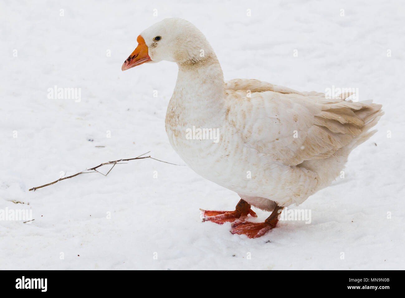 Village poultry hi-res stock photography and images - Alamy