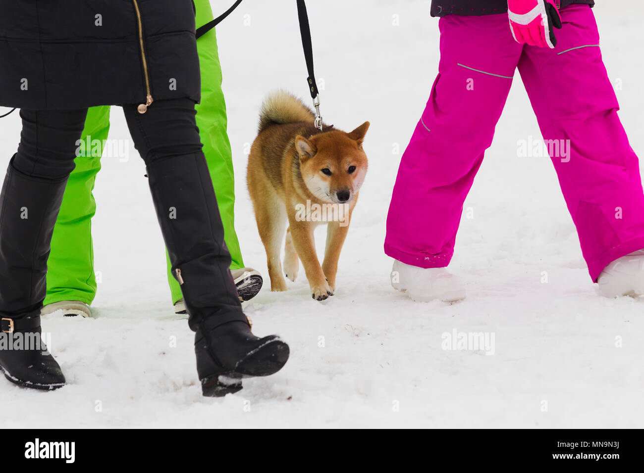 Japanese dog breed Shiba Inu between women walking legs Stock Photo - Alamy