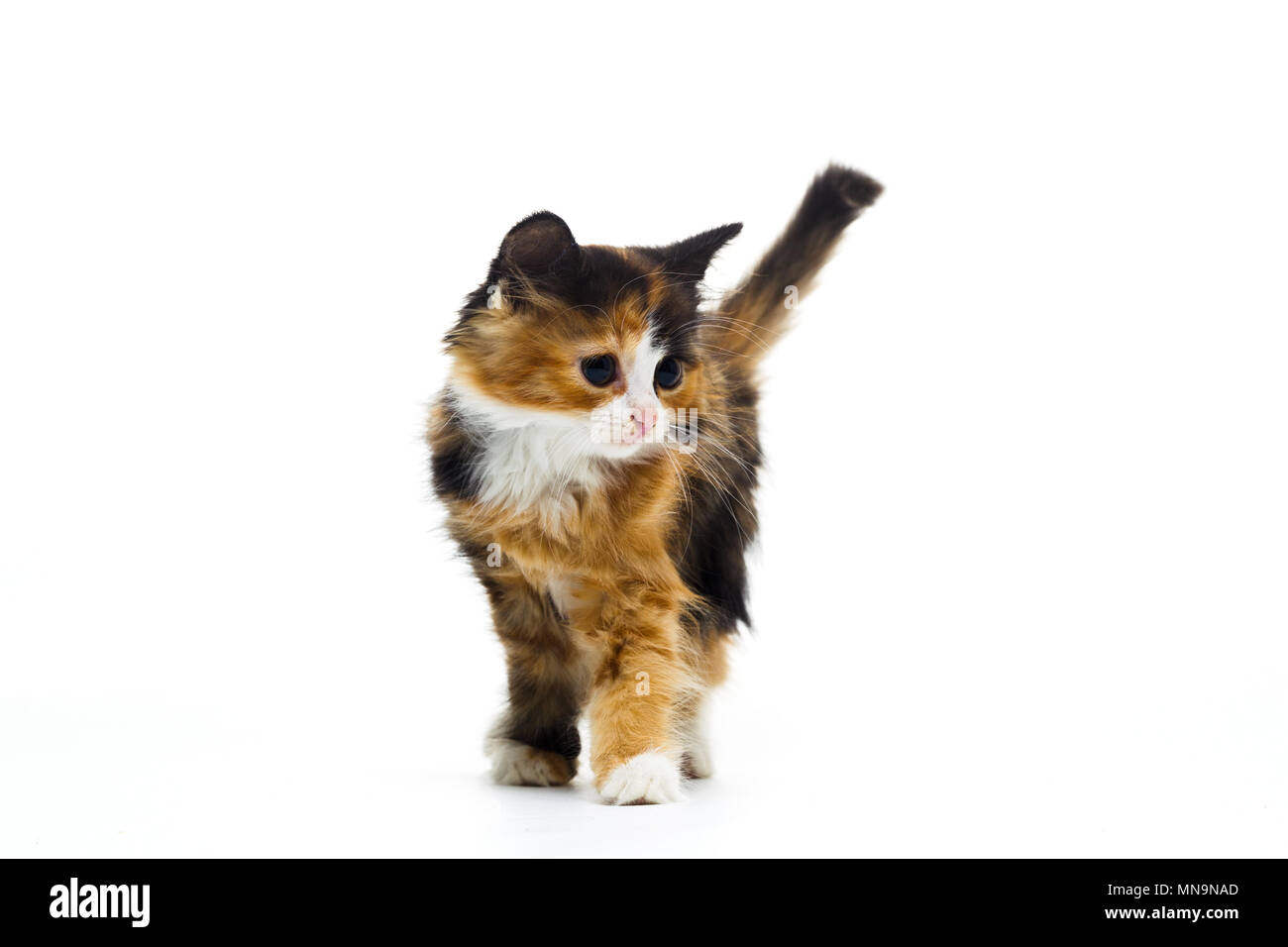 Small furry three-colored kitten on a white background Stock Photo - Alamy