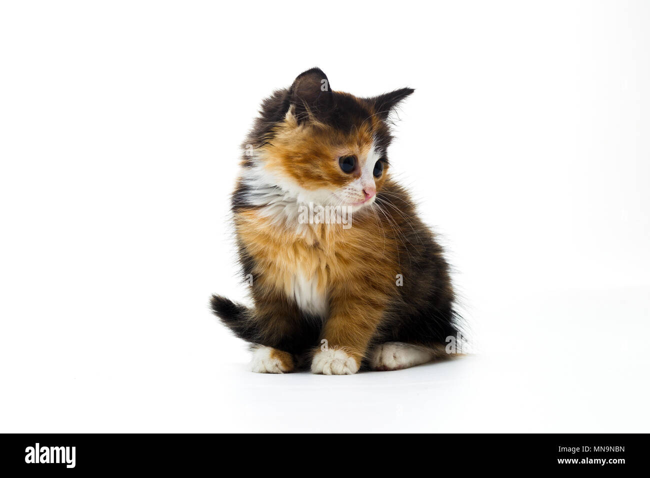 Small furry three-colored kitten on a white background Stock Photo - Alamy