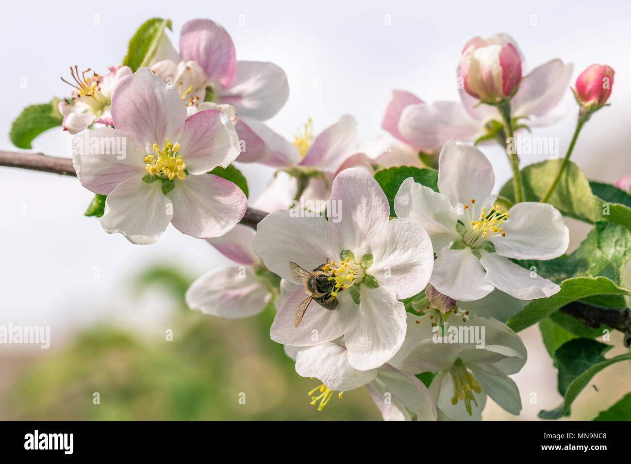 Horizontal photo with apple tree twig which is full of blooms with ...