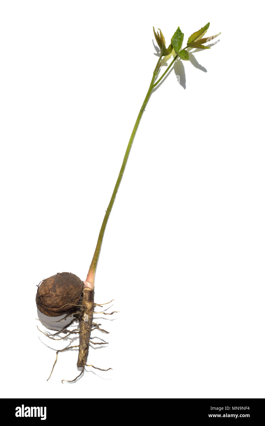 Sprouted walnut with roots and leaves isolated on white Stock Photo - Alamy