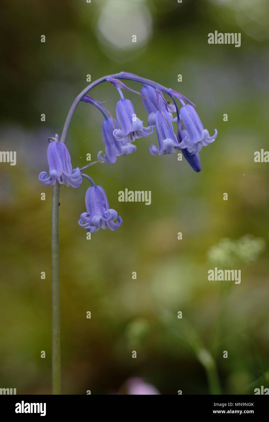 Woodland blue native bells hi-res stock photography and images - Alamy