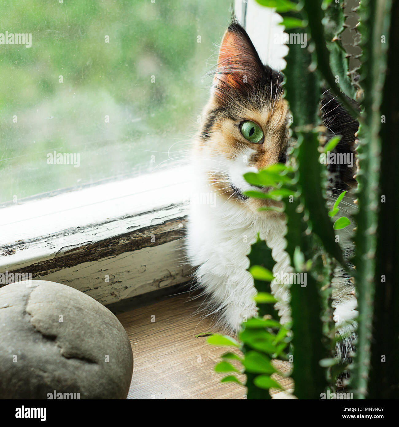 Tricolor cactus hi-res stock photography and images - Alamy