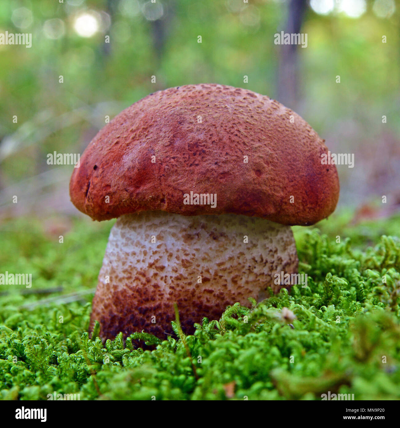leccinum quercinum mushroom in the woods Stock Photo - Alamy