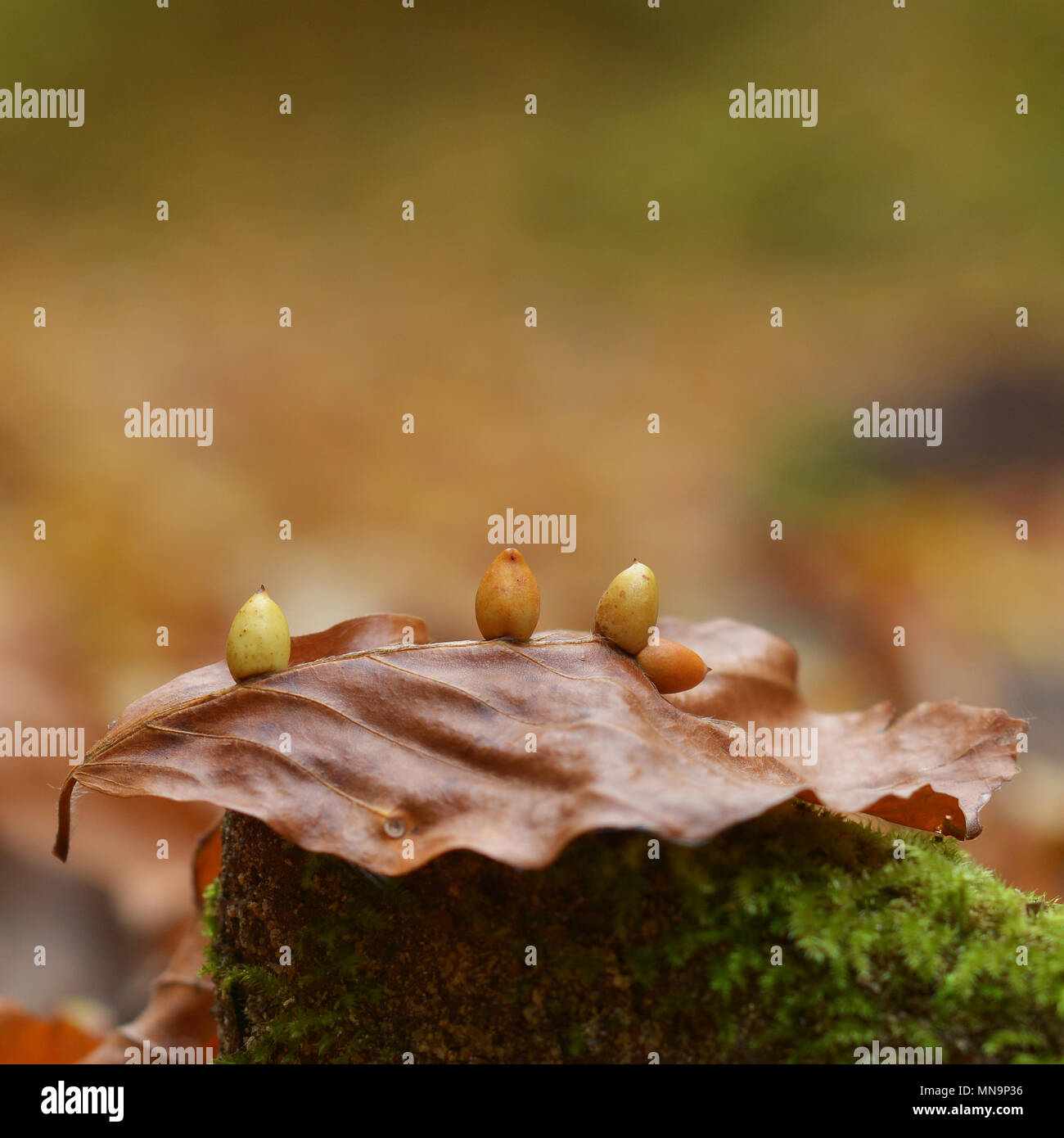 Mikiola fagi hi-res stock photography and images - Alamy