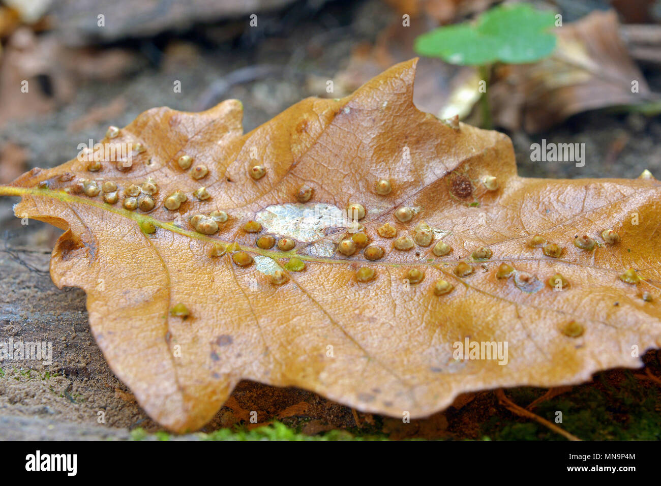 neuroterus quercusbaccarum gall parasite on oak leaf, spangle gall ...