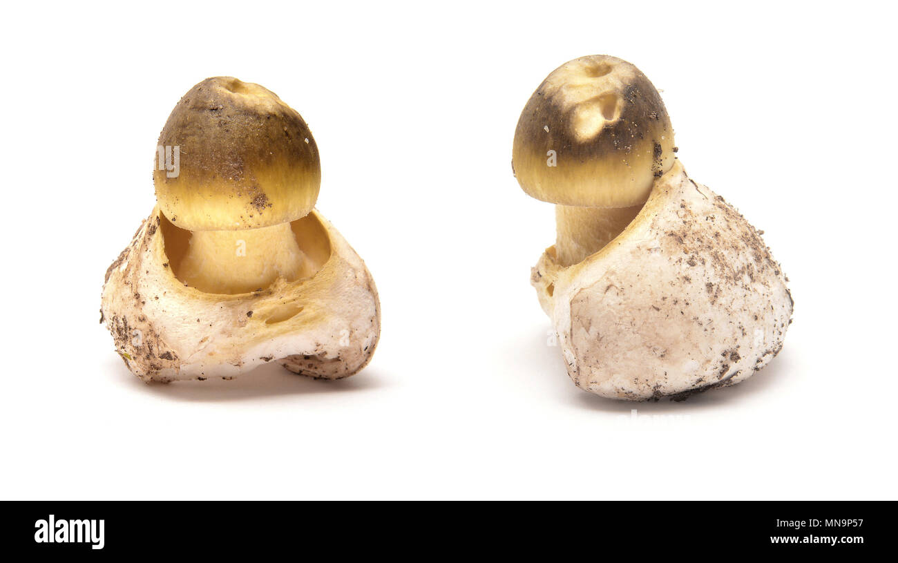 the deathcap mushroom, amanita phalloides emerging from the universal ...