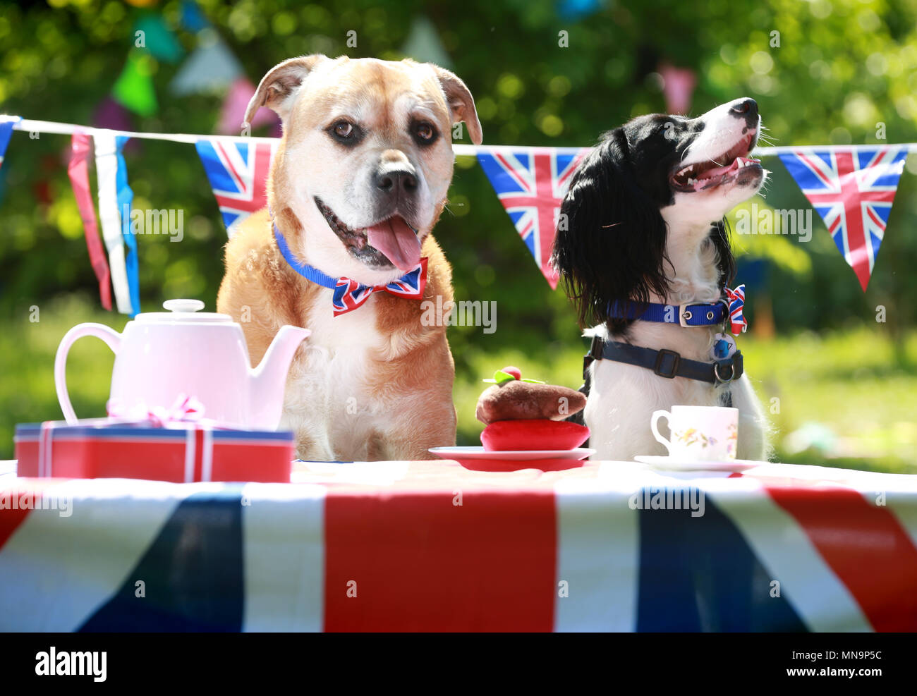 Jet cocker spaniel hi-res stock photography and images - Alamy