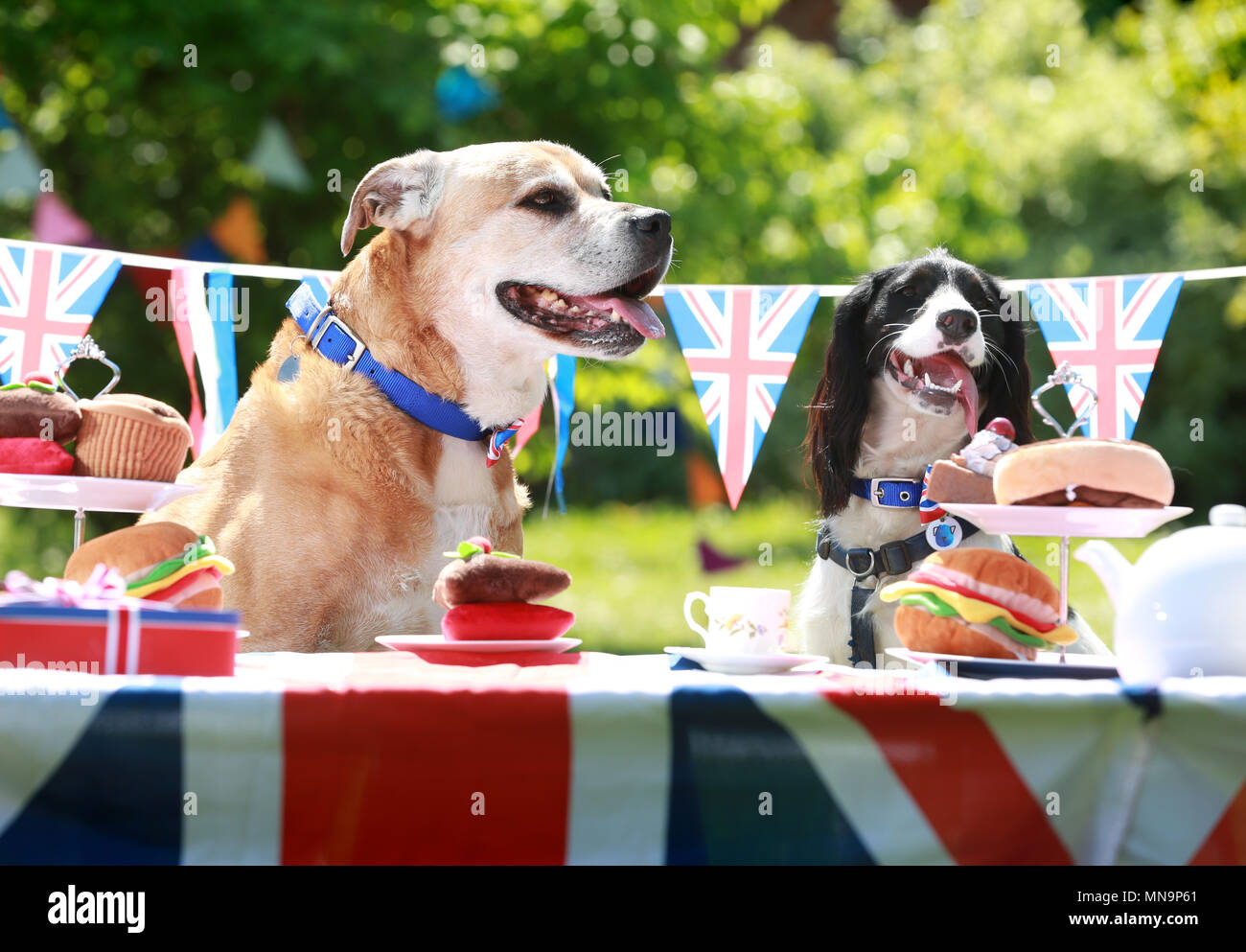 Jet cocker spaniel hi-res stock photography and images - Alamy