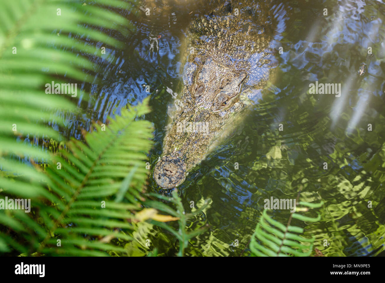Saltwater crocodile in the pond, view through the leaves. Close up ...
