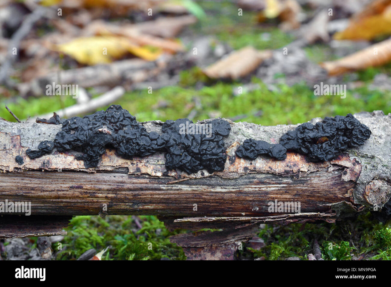 exidia nigricans jelly fungus, known as the witche's butter Stock Photo ...
