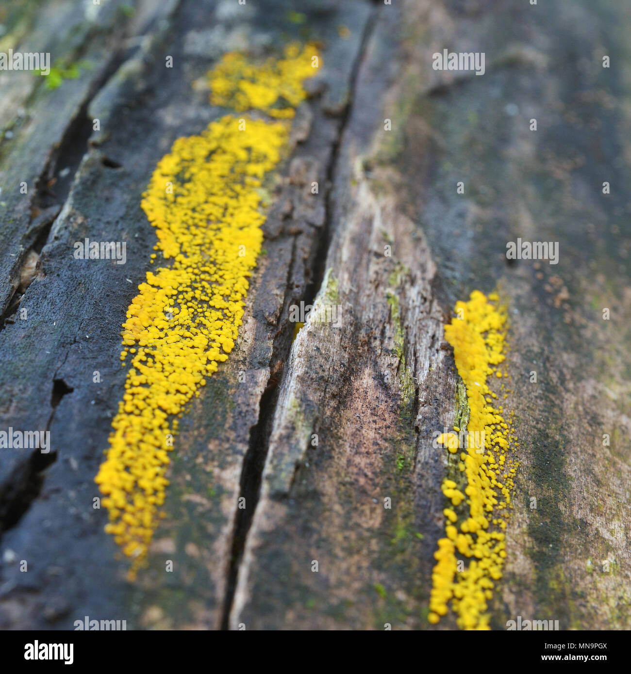 bisporella citrina fungus, known as the lemon disco and yellow fairy ...