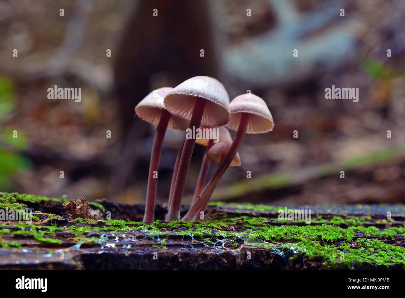Mycena haematopus, known as the bleeding fairy helmet or the ...