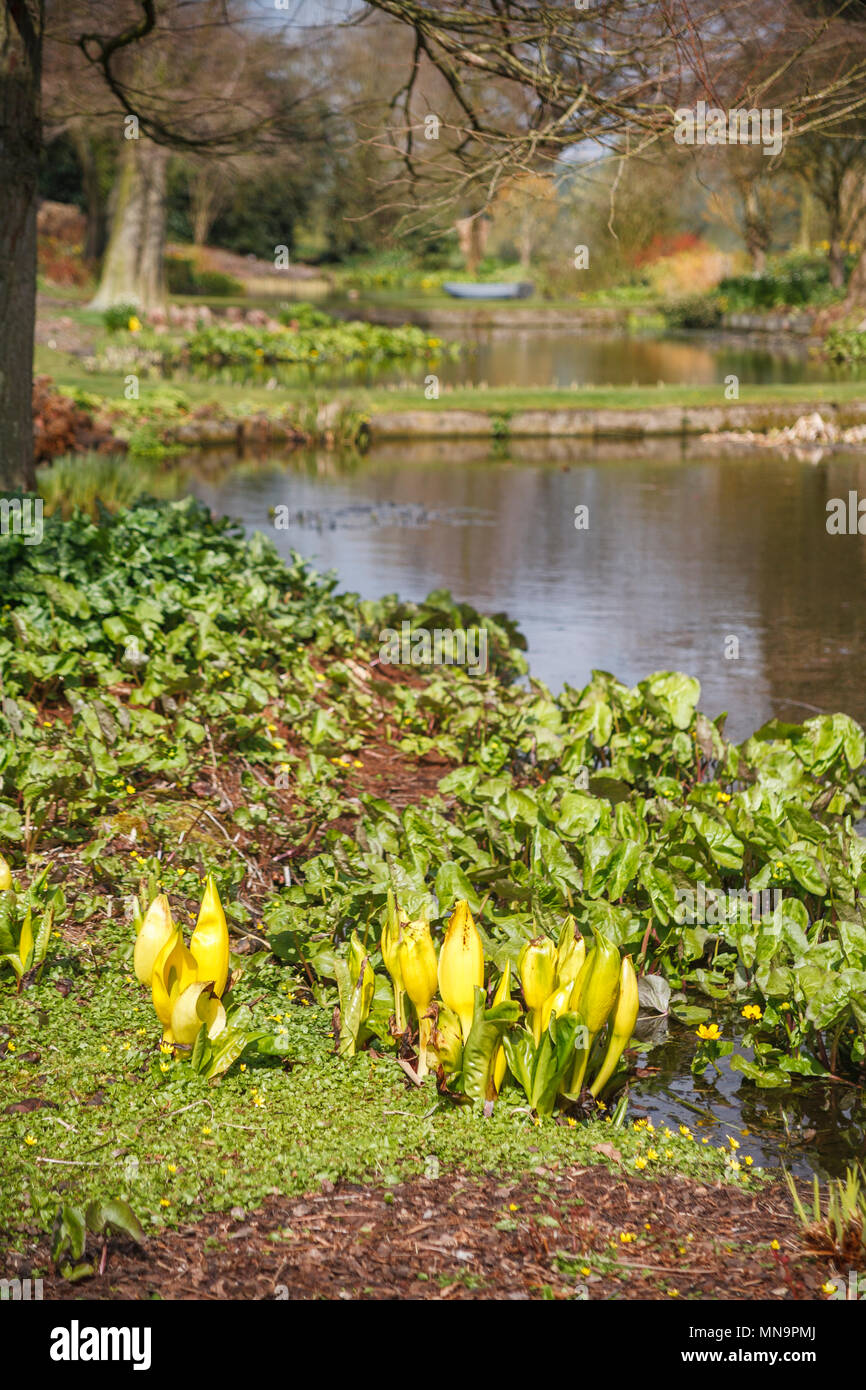 Lysichiton americanus (yellow skunk cabbage, American skunk-cabbage ...