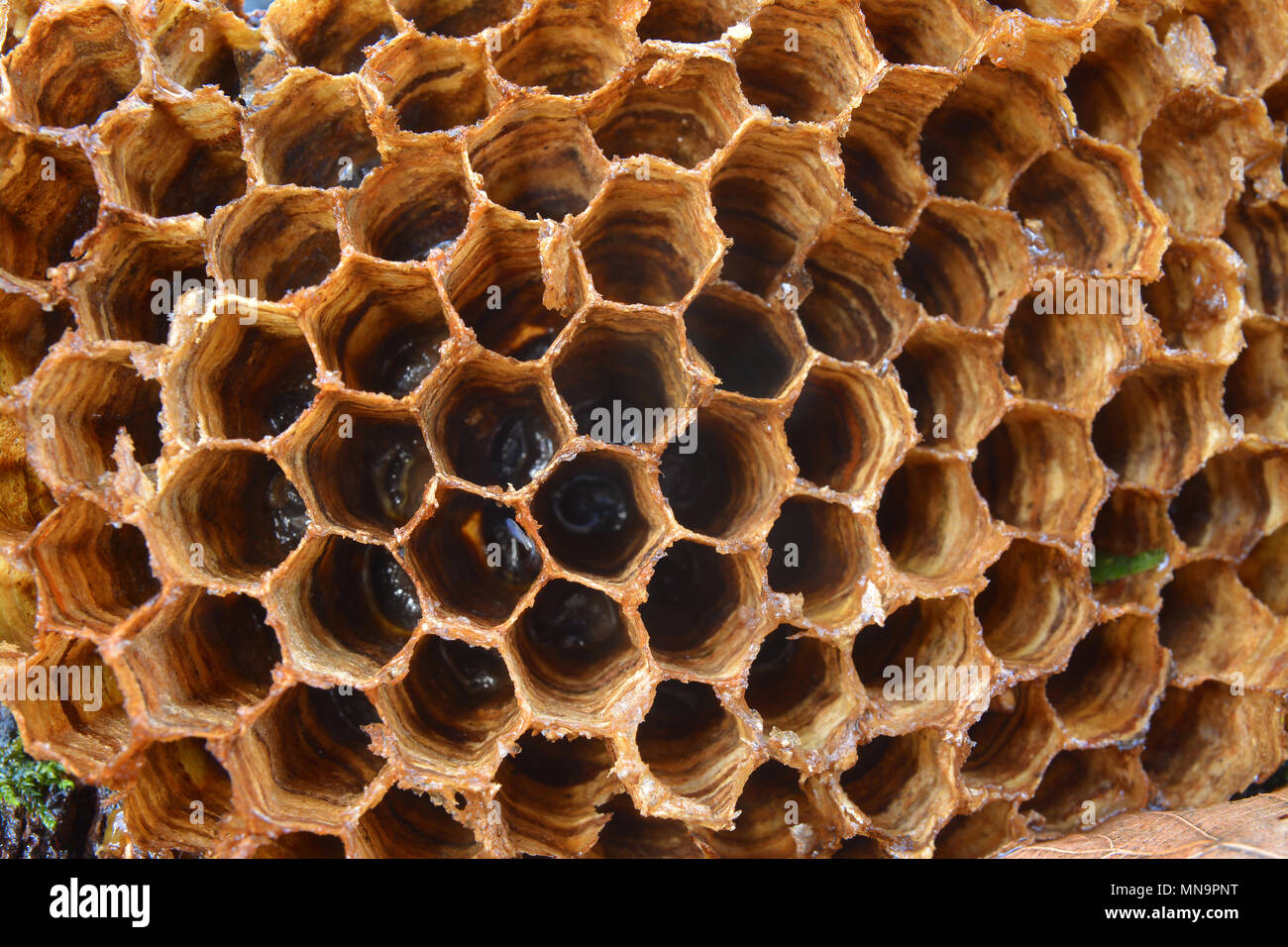 Wasp hive hi-res stock photography and images - Alamy