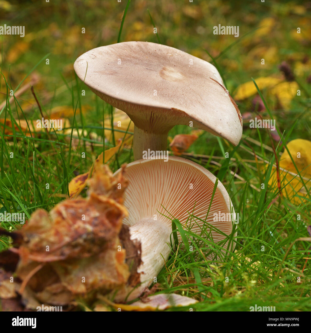 clitocybe nebularis mushroom, also known as the cloud agaric and cloud ...