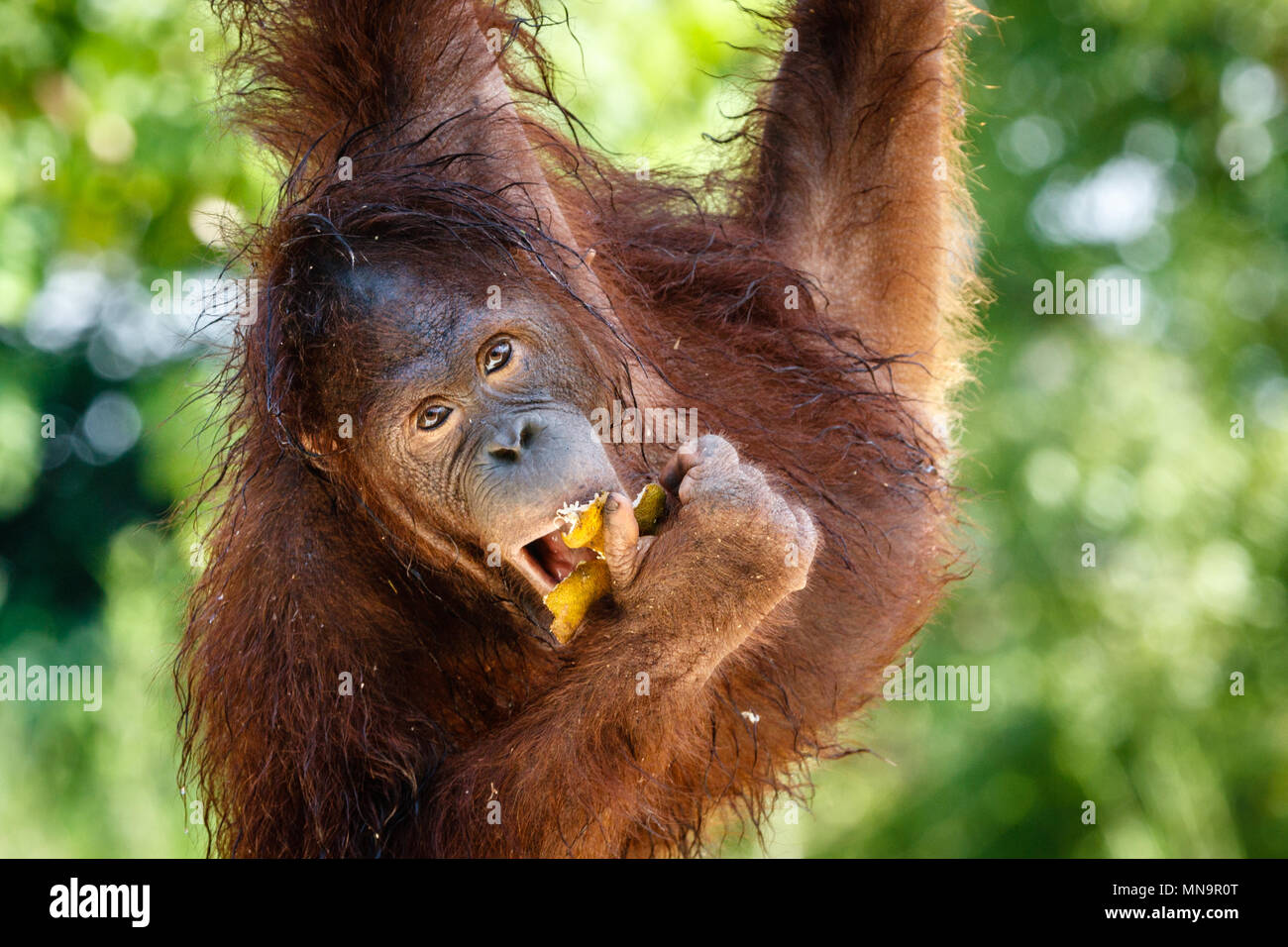 Orange utang hi-res stock photography and images - Alamy