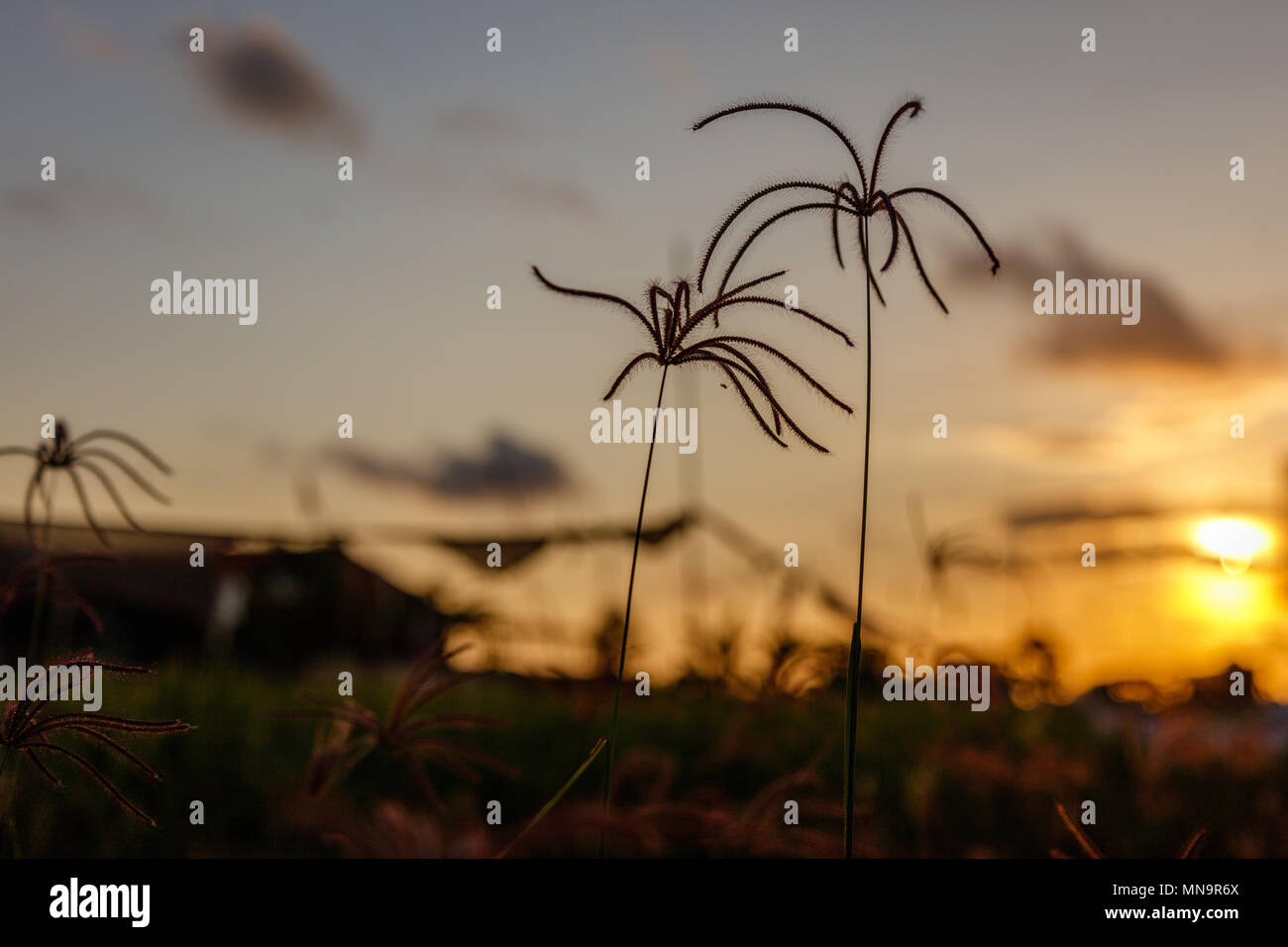 Balinese houses near the rice field, grass, rural landscape. Sunset ...