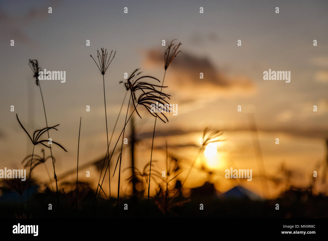 Balinese houses near the rice field, grass, rural landscape. Sunset ...