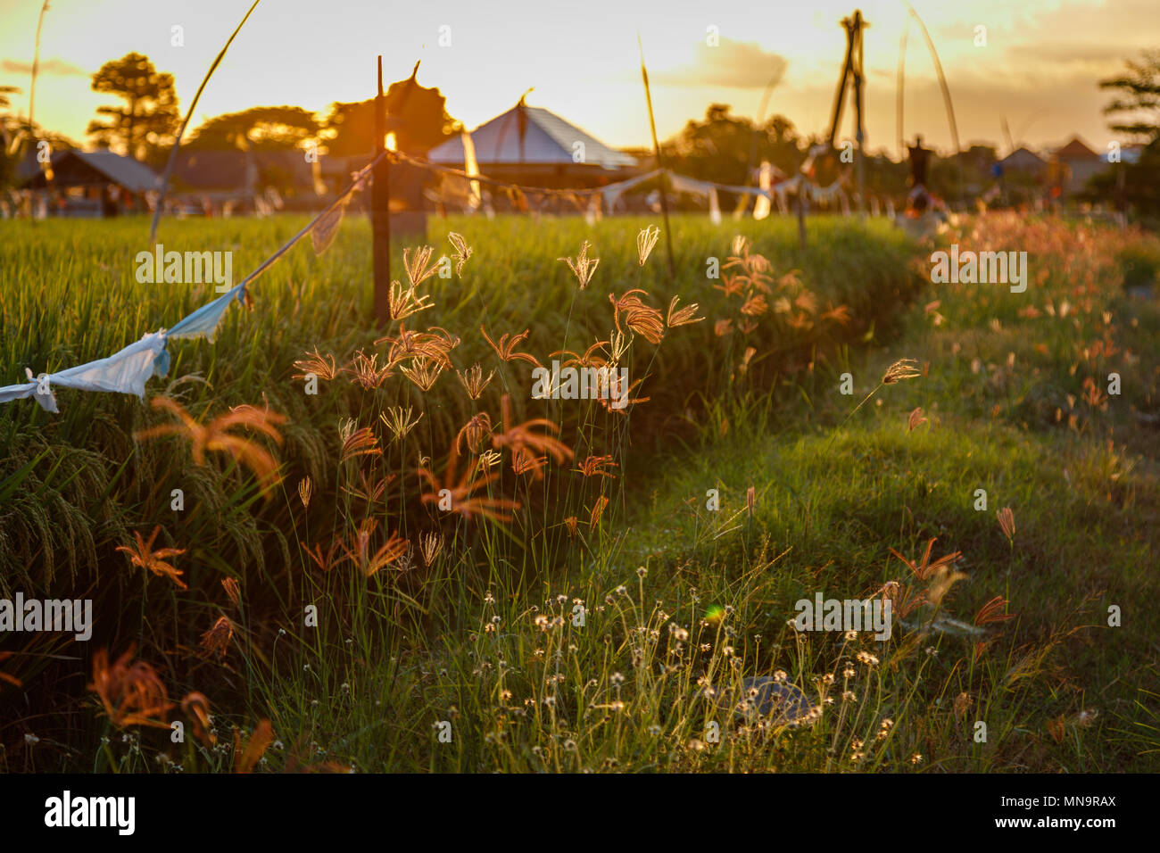 Balinese houses near the rice field, grass, rural landscape. Sunset ...