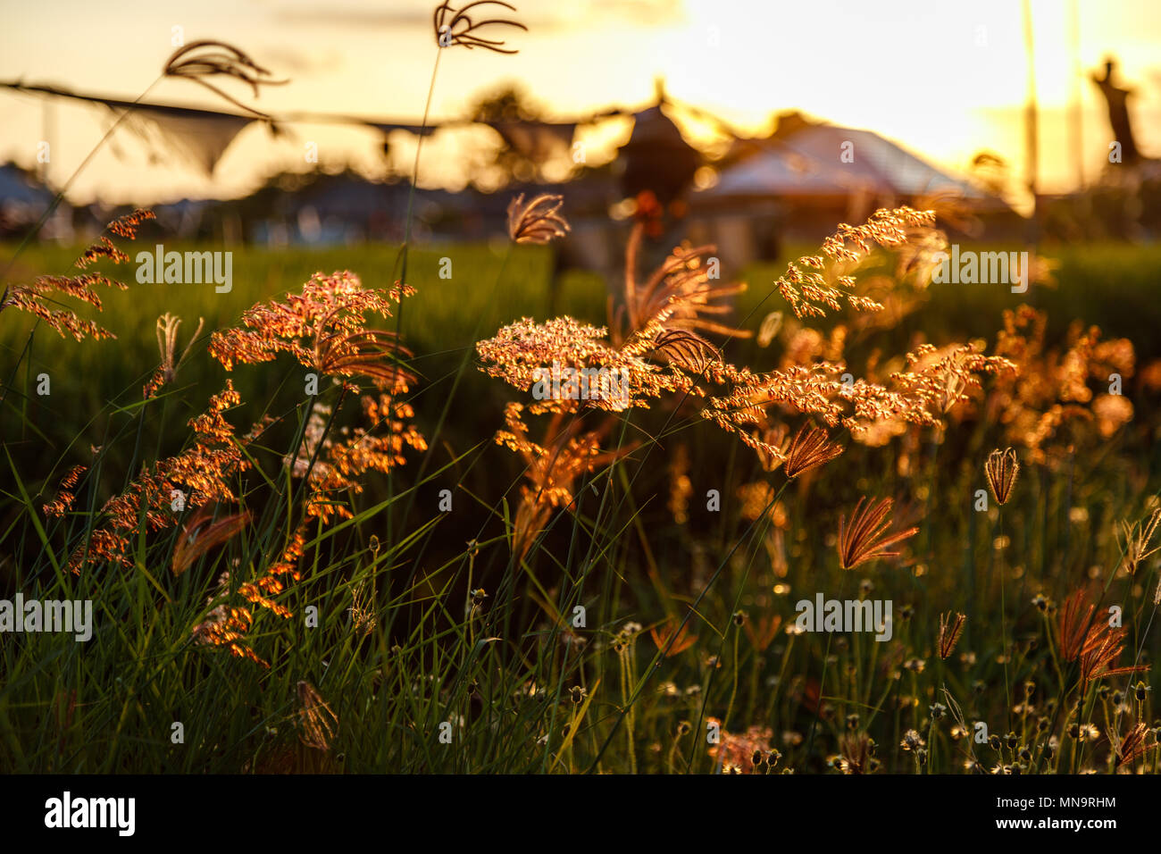 Balinese houses near the rice field, grass, rural landscape. Sunset ...