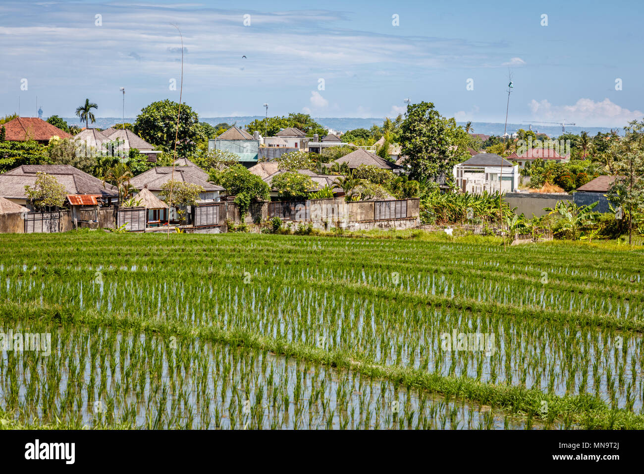 Rice field, mountains, trees and houses, rural landscape, Umalas, Bali ...
