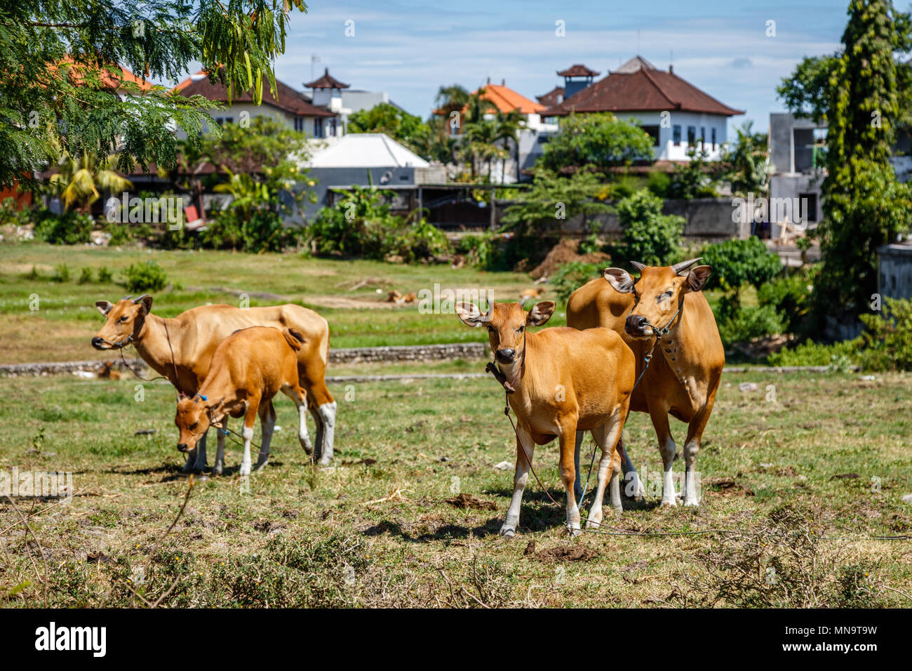 Domesticated Banteng (tembadau), cattle in Bali, Indonesia Stock Photo ...