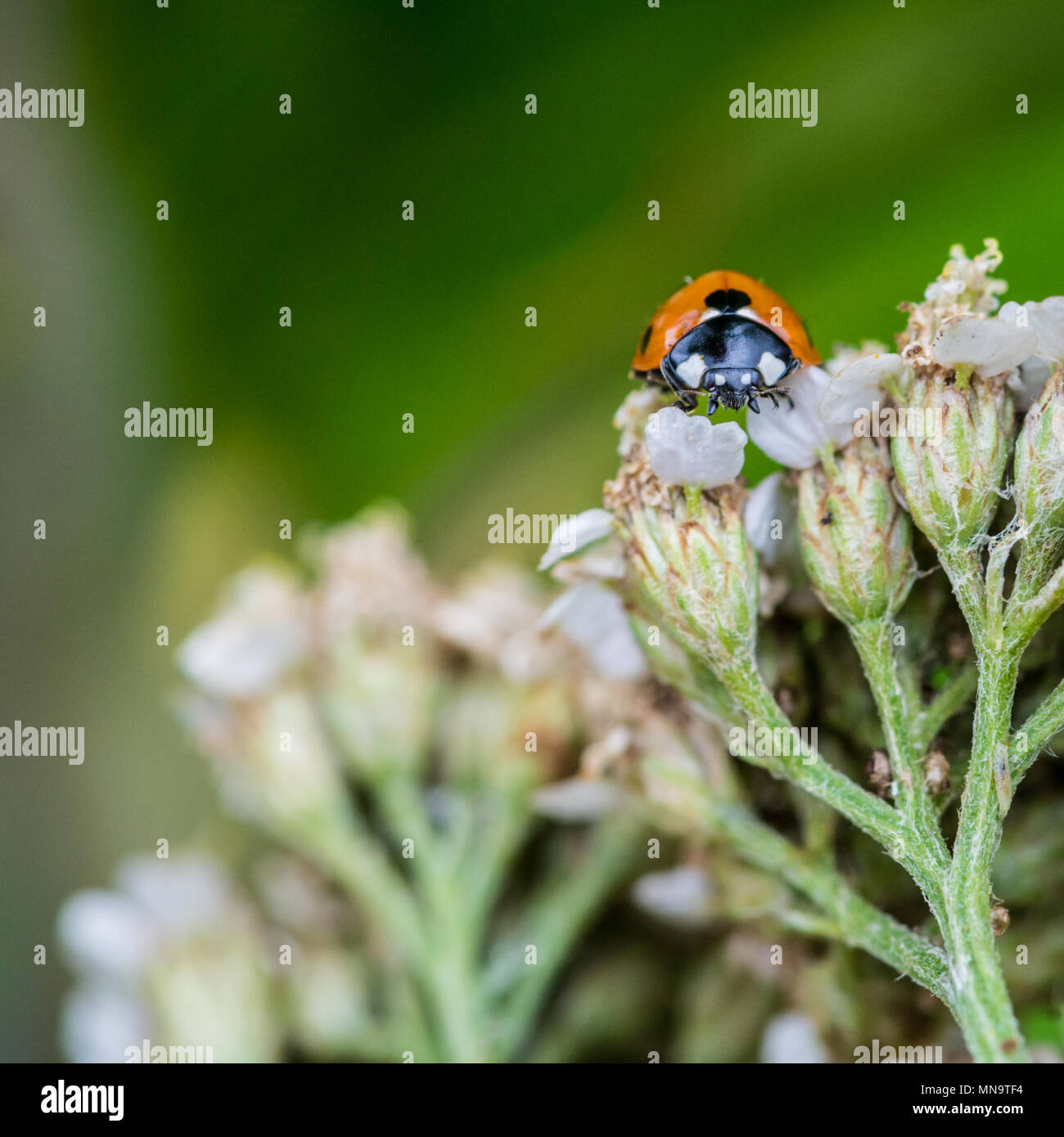 A seven spotted ladybird traverses a yarrow flower head Stock Photo - Alamy