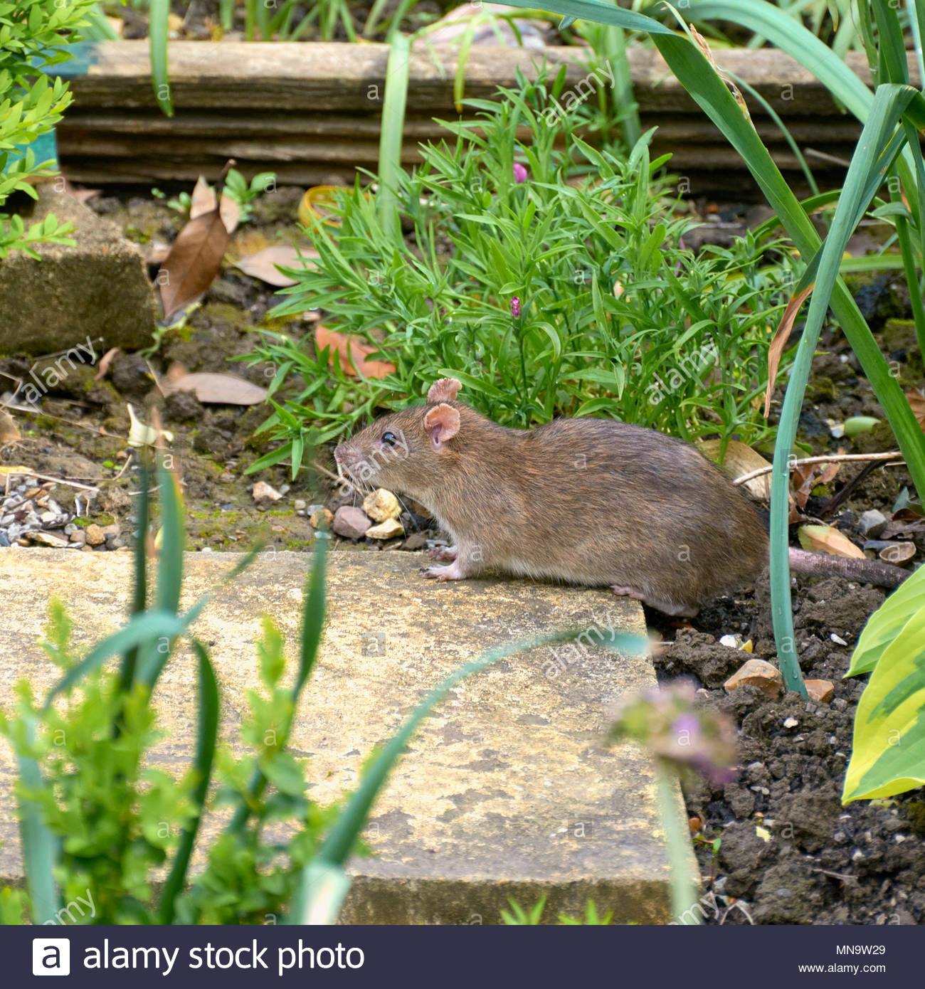 Uk Rat High Resolution Stock Photography and Images - Alamy