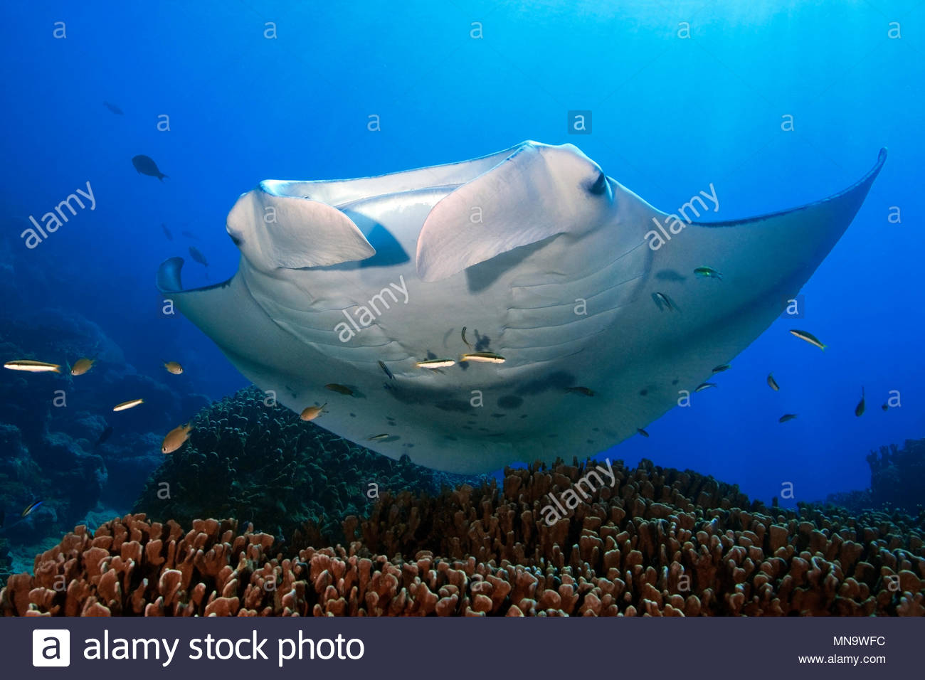 Malediven Manta High Resolution Stock Photography and Images - Alamy