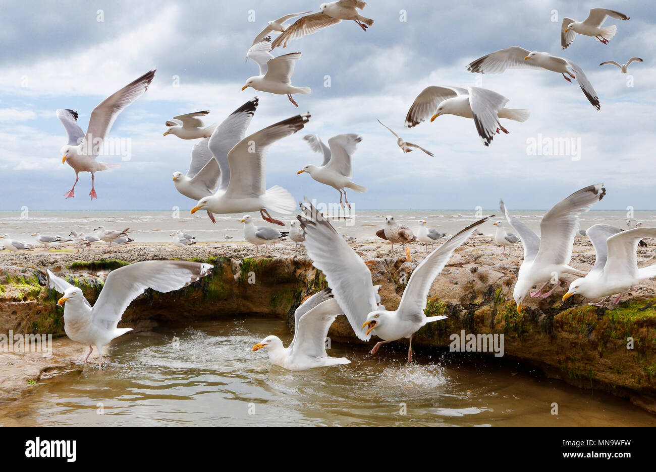 Seagulls In Flight High Resolution Stock Photography and Images - Alamy