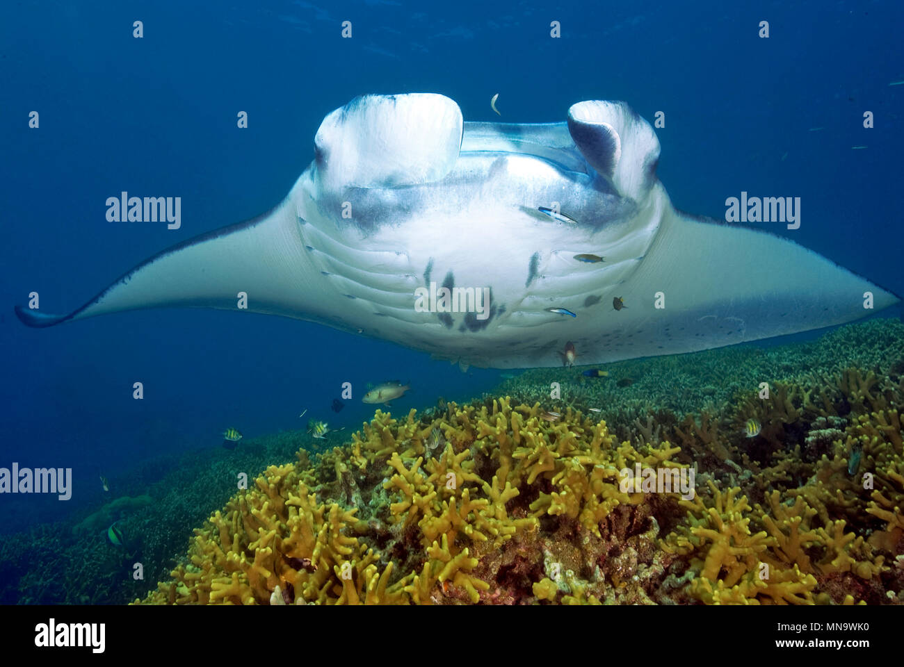 Malediven Manta High Resolution Stock Photography and Images - Alamy