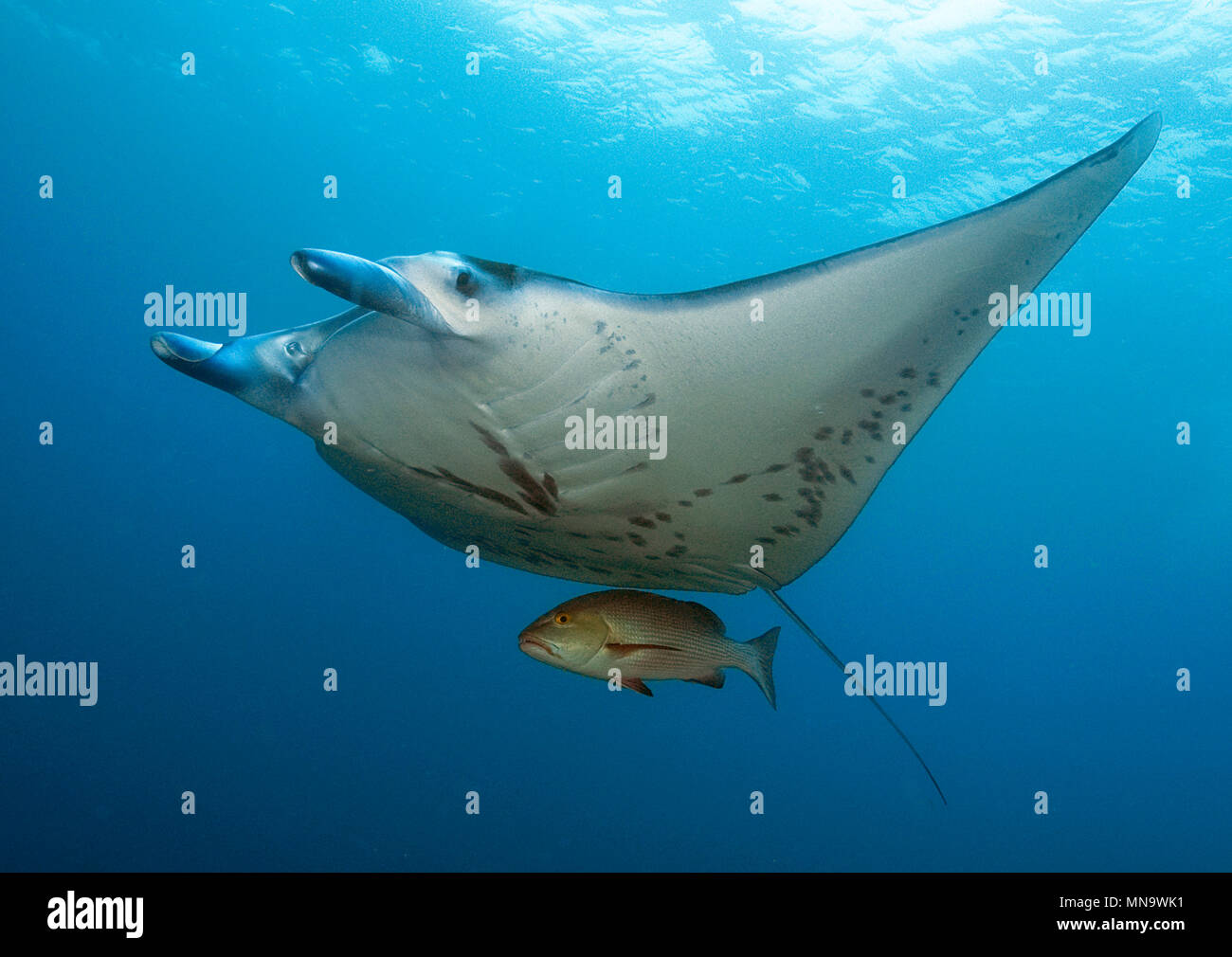 Malediven Manta High Resolution Stock Photography and Images - Alamy