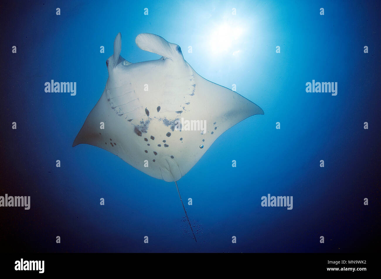 Malediven Manta High Resolution Stock Photography and Images - Alamy