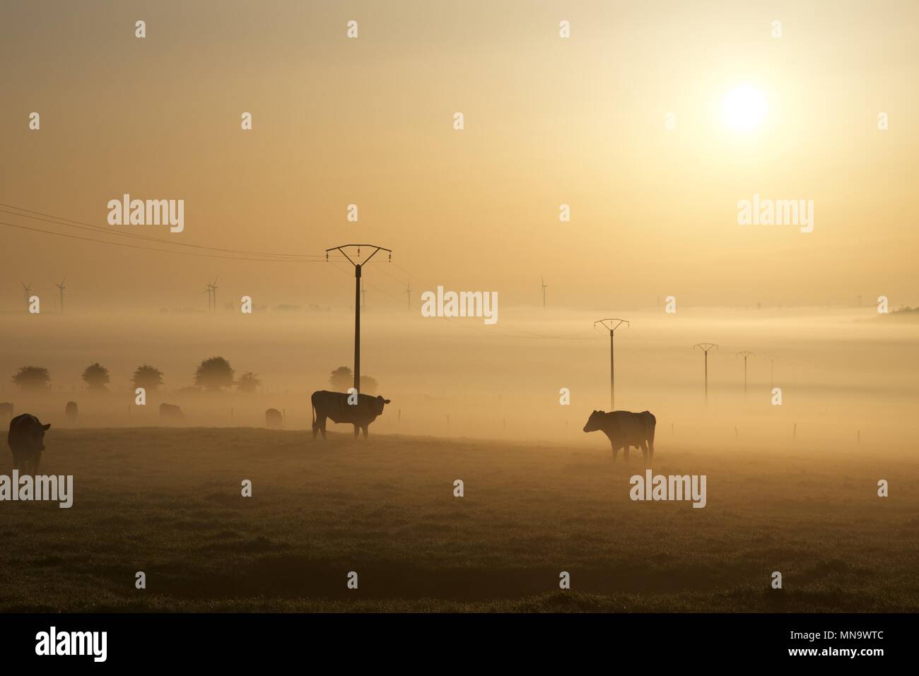Cows: a herd of cows in the early morning mist Stock Photo - Alamy