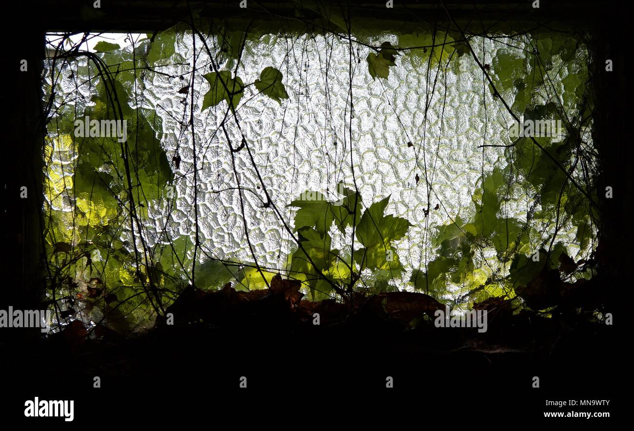 Overgrown window: Virginia Creeper encrouching both sides of a textured ...