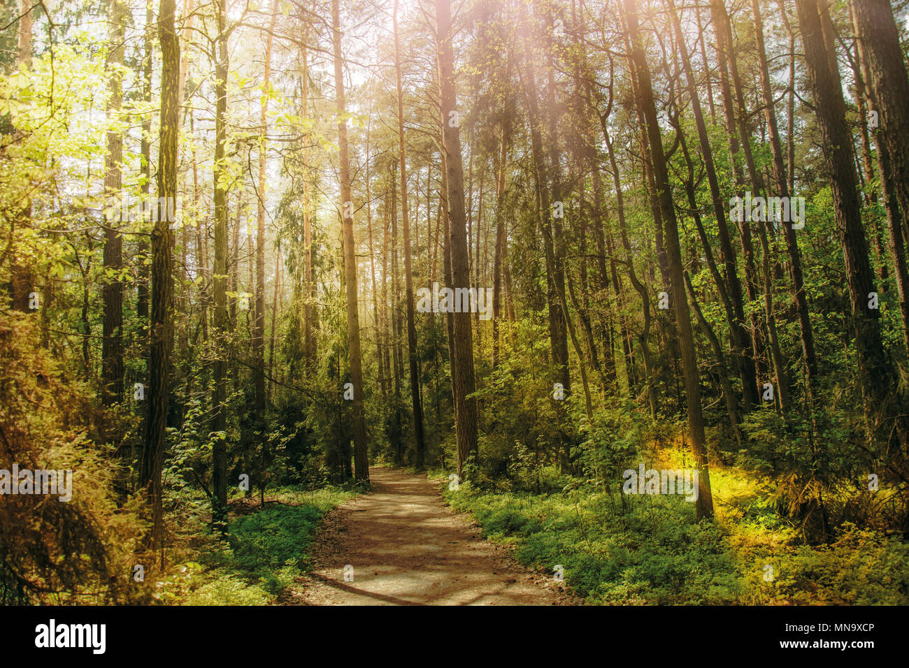 Temple inside forest hi-res stock photography and images - Alamy