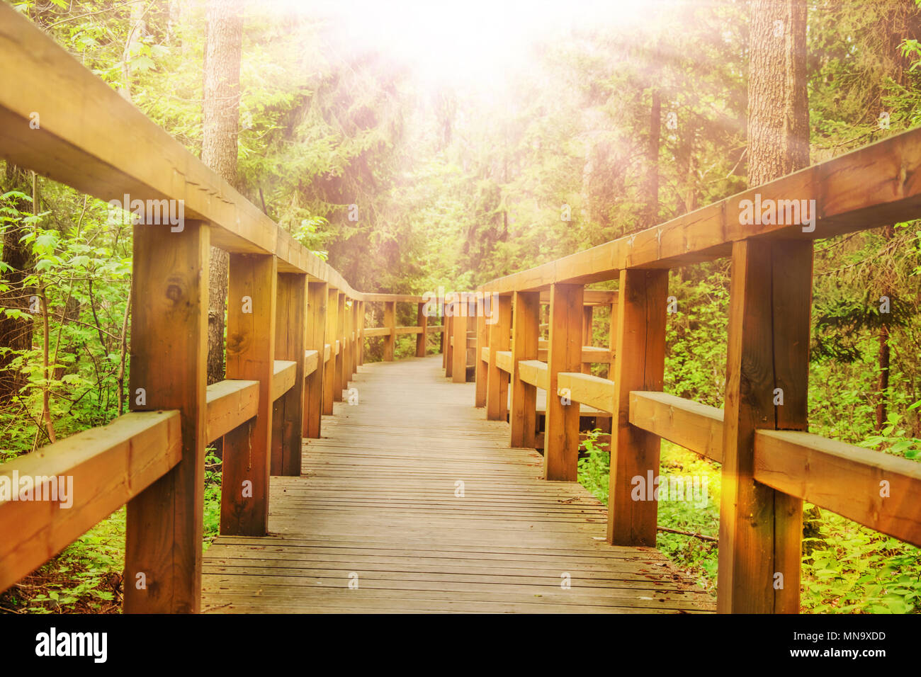 Beautiful bridge in the forest hi-res stock photography and images - Alamy