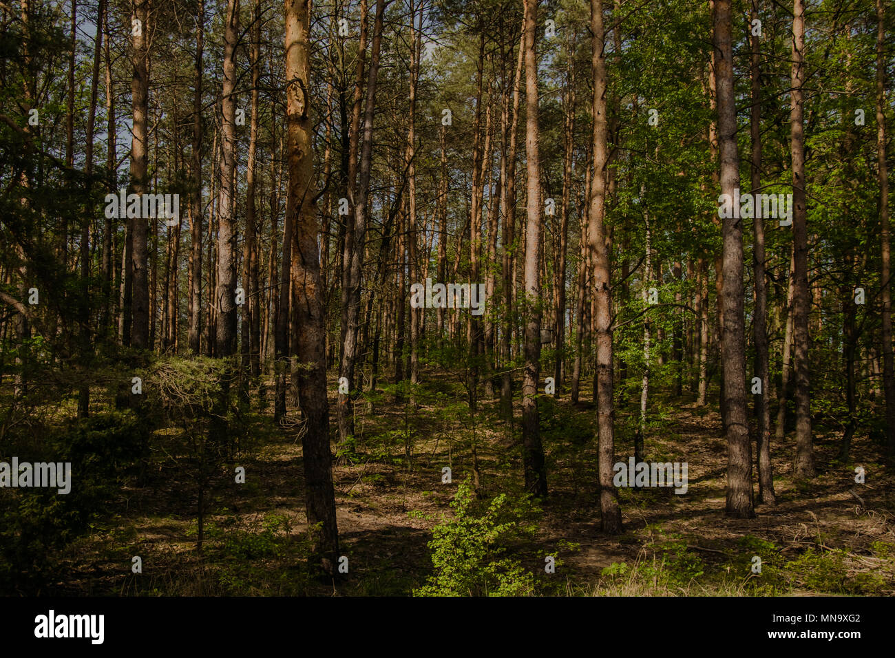 Dark forest trees hi-res stock photography and images - Alamy