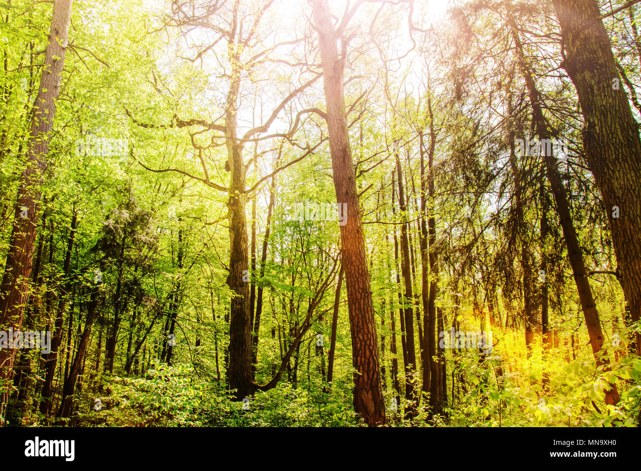 Mysterious forest trees in sunlight, skyview Stock Photo - Alamy