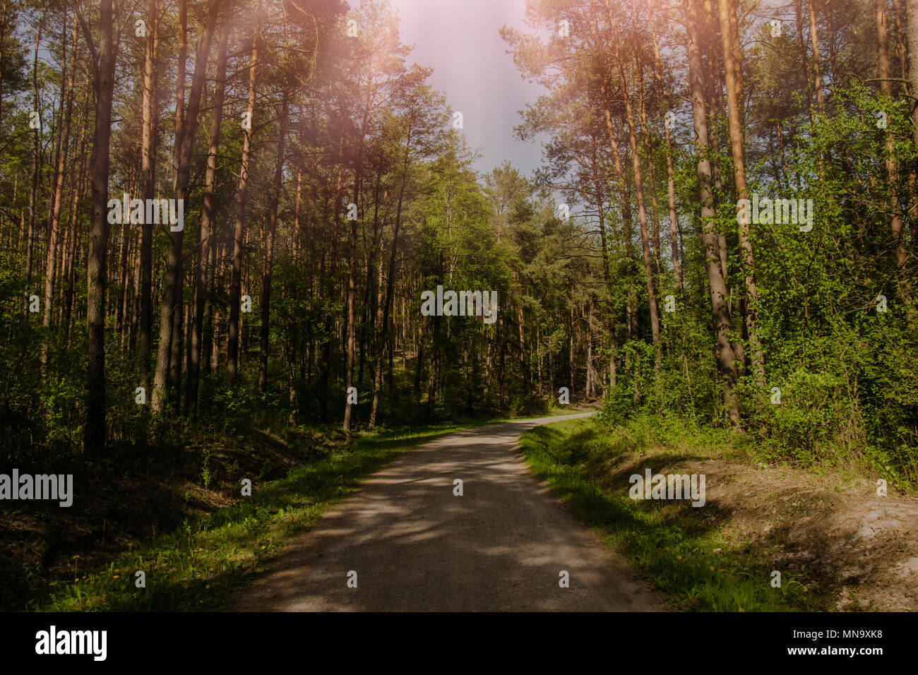 Temple inside forest hi-res stock photography and images - Alamy