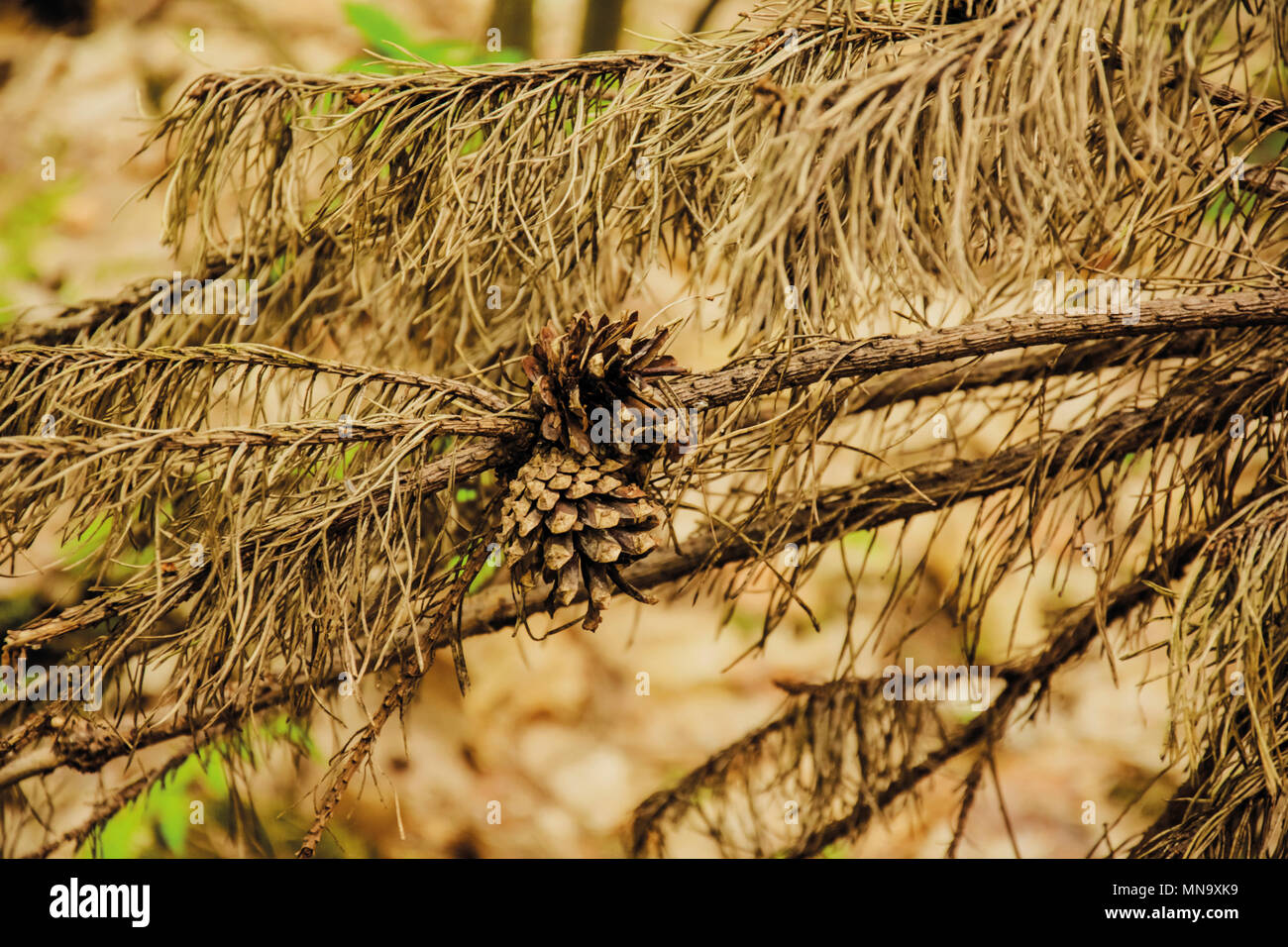 Spring forest cone Stock Photo - Alamy
