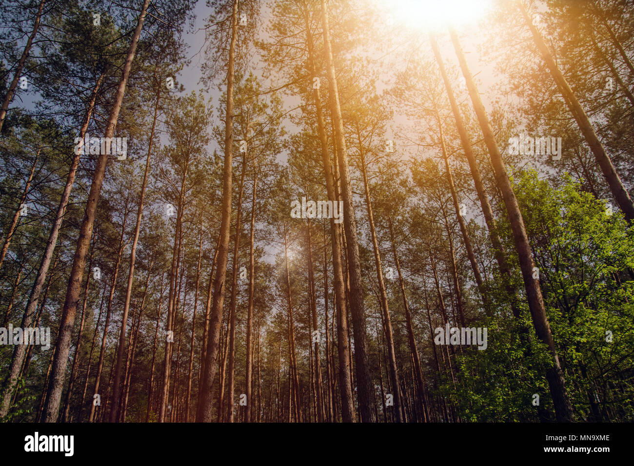 Colorful tree crowns hi-res stock photography and images - Alamy