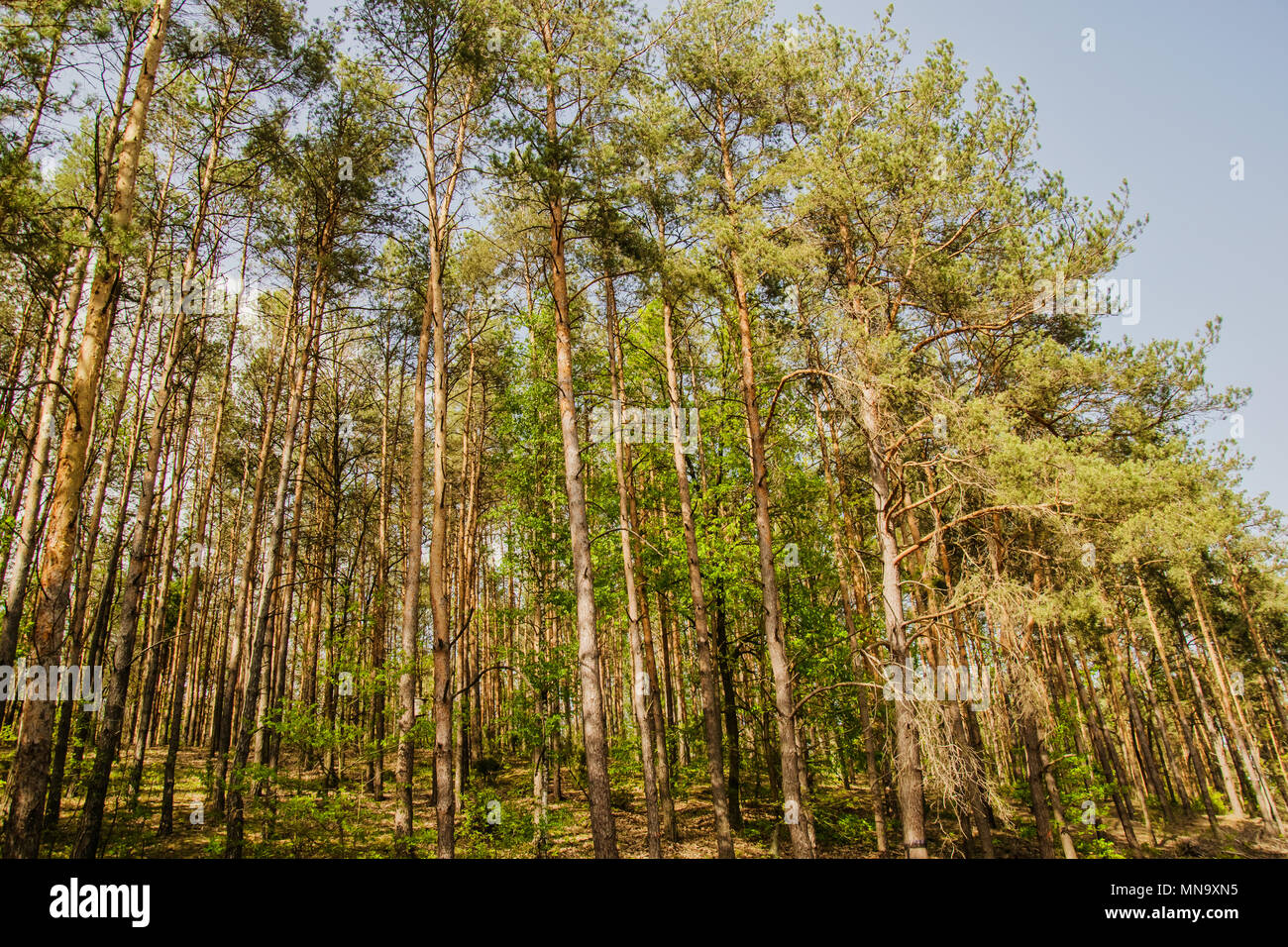 Tree crowns in spring hi-res stock photography and images - Alamy