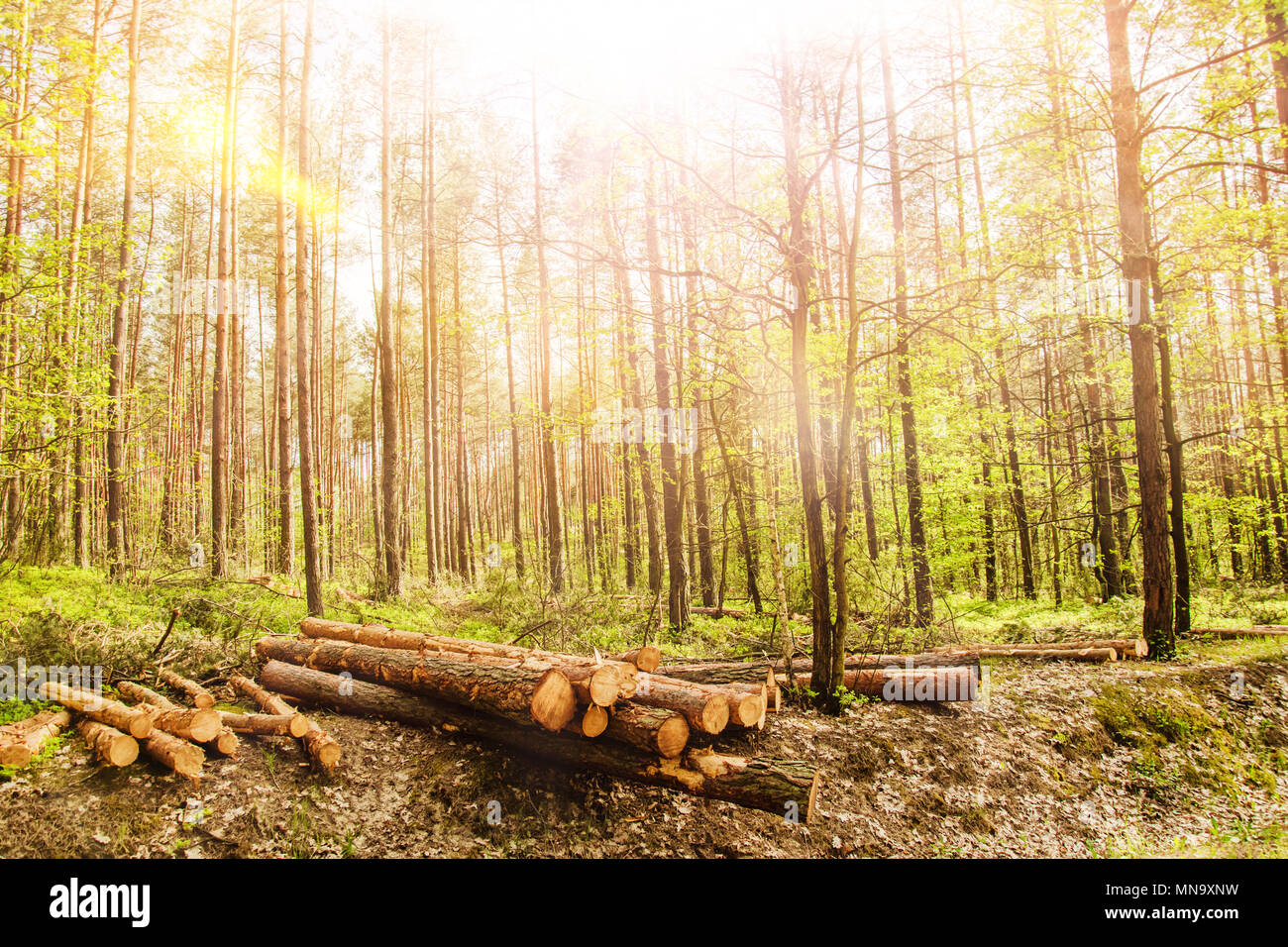 Cut tree logs in the green forest Stock Photo - Alamy