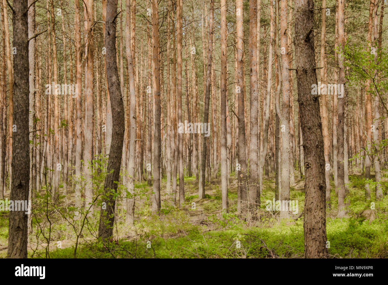 Trees inside the magical forest Stock Photo - Alamy